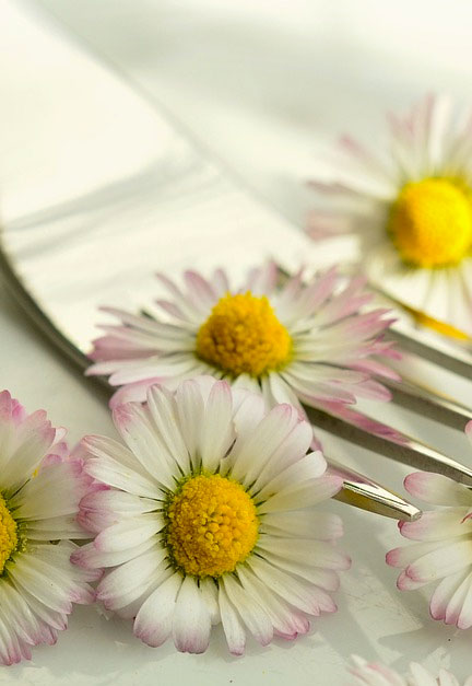 CookFiction - Daffodil and Daisy Sandwich